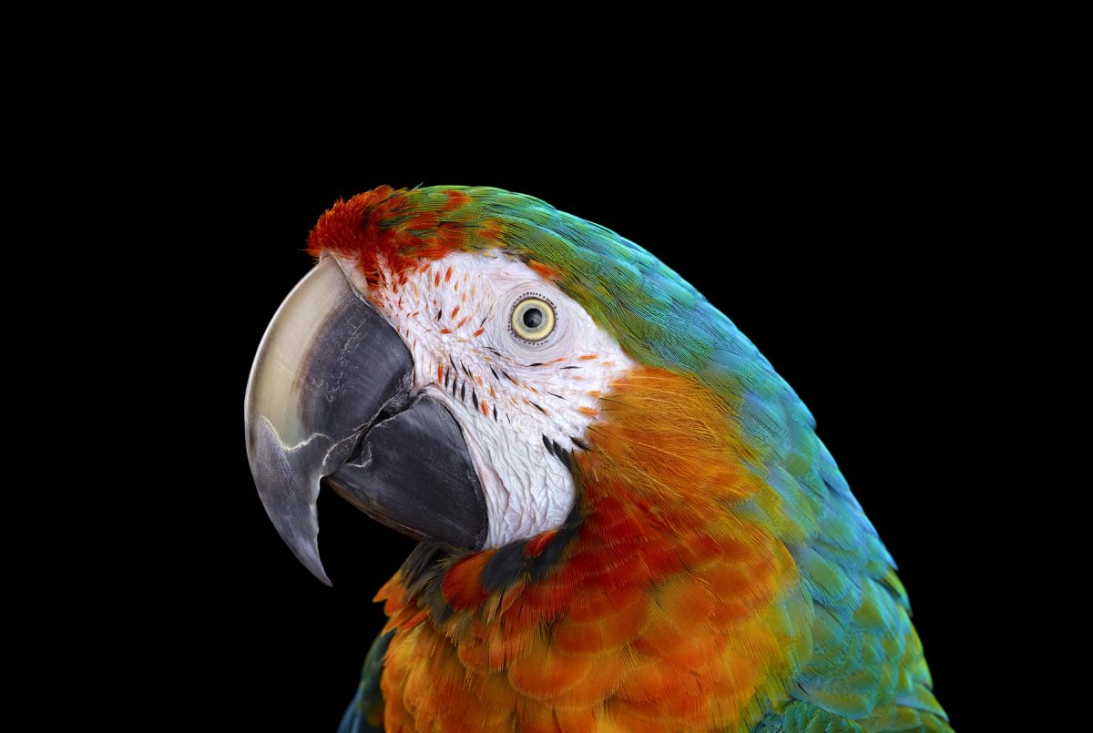 Catalina Macaw 2 - Doinel Gallery